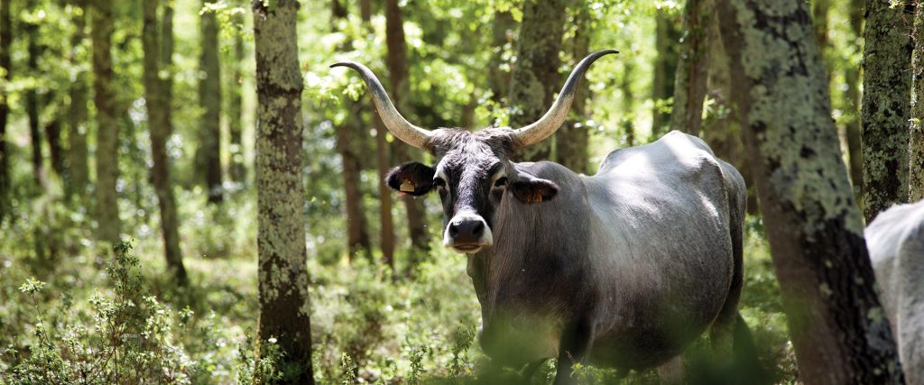 MAREMMANA - CARNE FRESCA - Tenuta di Paganico